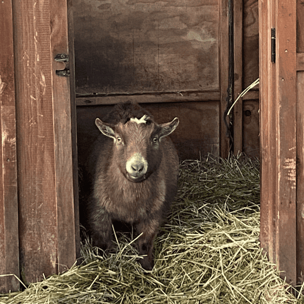 Rio the Grand Goat | Happy Heritage Farm