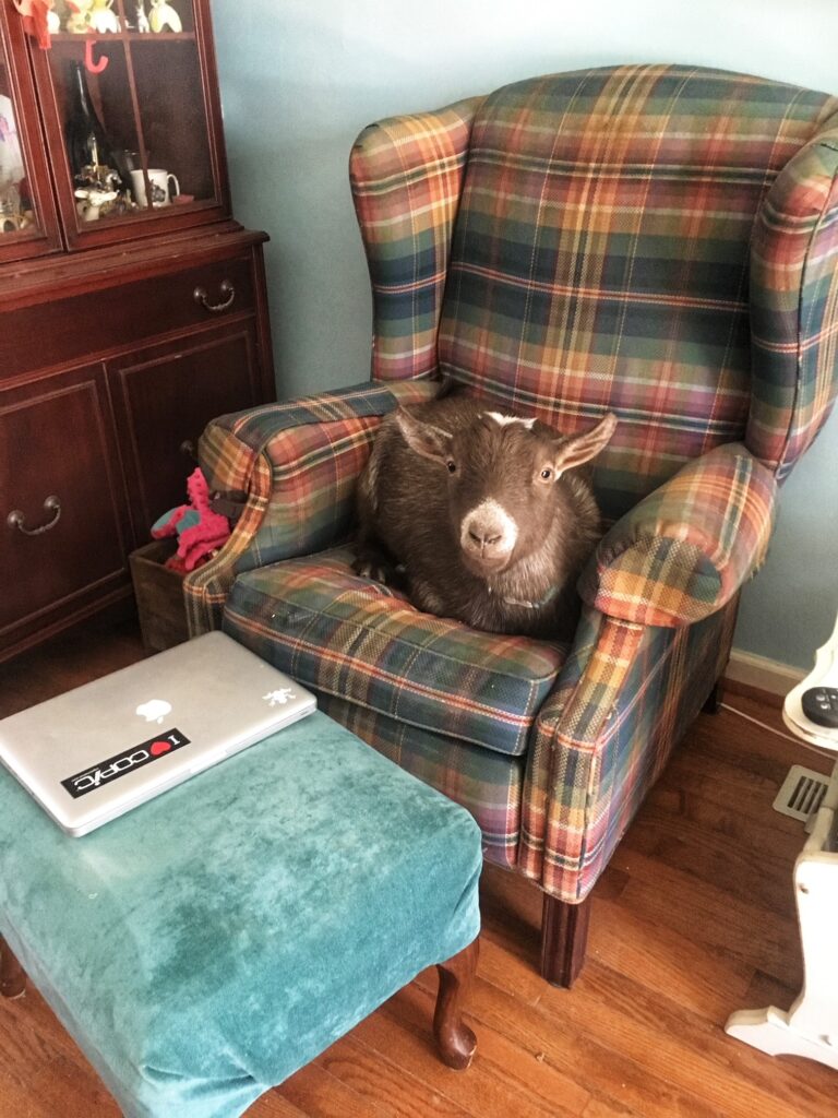 Rio the Grand Goat | Happy Heritage Farm