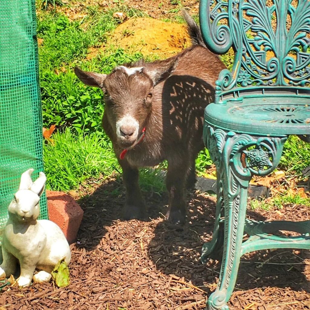 Rio the Grand Goat | Happy Heritage Farm