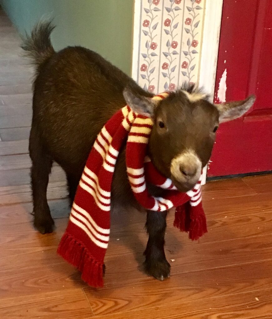 Rio the Grand Goat | Happy Heritage Farm