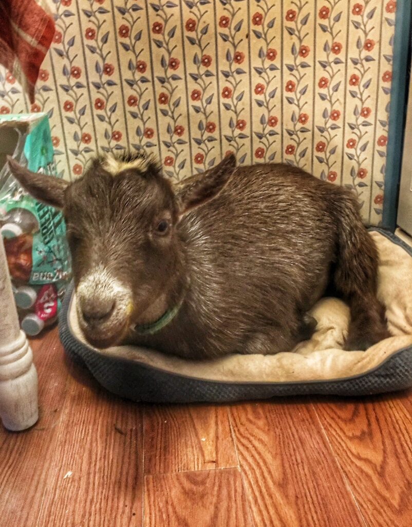 Rio the Grand Goat | Happy Heritage Farm