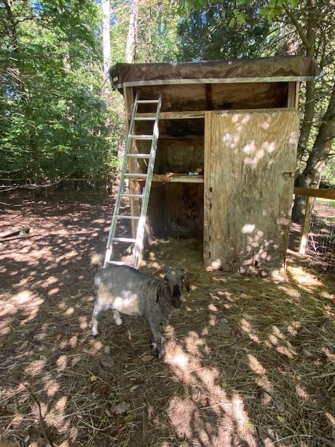 Comfort Zone | Happy Heritage Farm